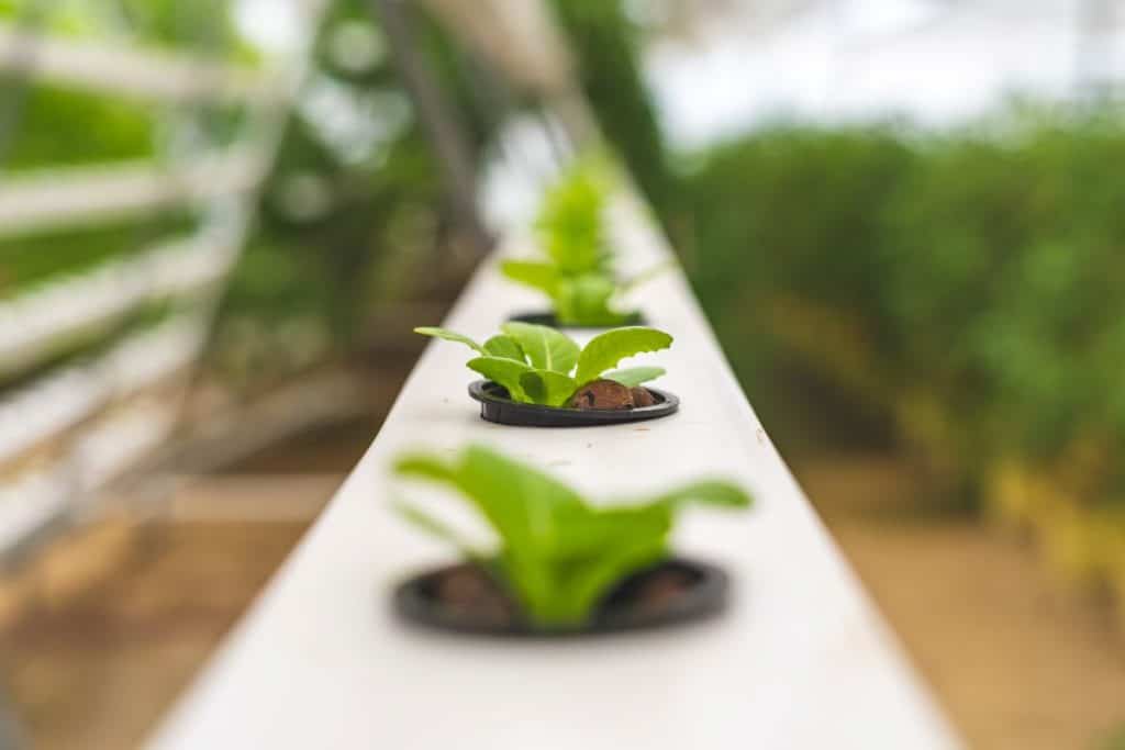 14 Types of Hydroponic Growing Mediums: A Complete Overview