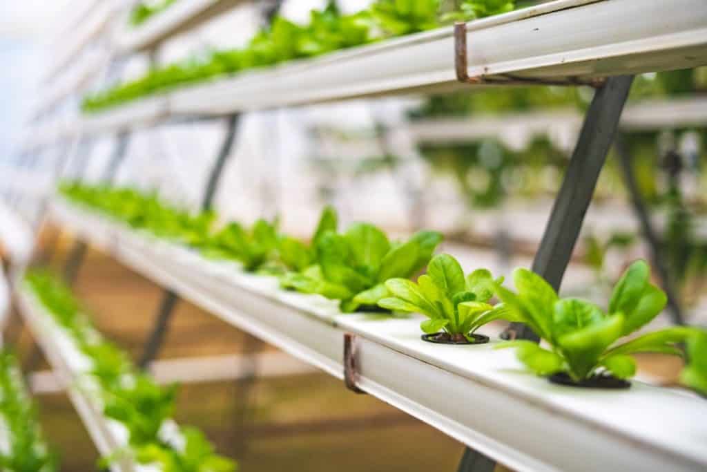 14 Types of Hydroponic Growing Mediums: A Complete Overview