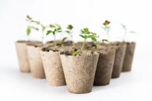 Get Your Green Thumb on with Planting in Peat Pots - Tips & Tricks