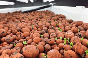 What Is Hydroton Expanded Clay Pebbles And How To Use It