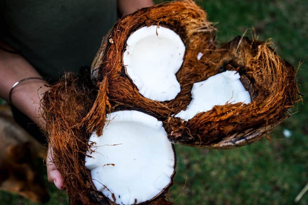 Coconut Coir: What it does and how to use it in your garden