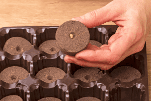 Get Your Green Thumb on with Planting in Peat Pots - Tips & Tricks