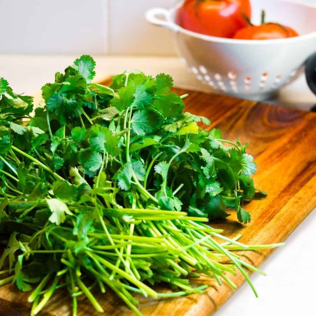 Starting Seeds for Hydroponics: Dos and Don'ts of Germination