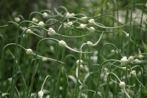 How to Grow Garlic Indoors All Year-Round: Step-by-Step Guide